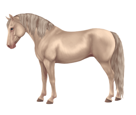 Morgan | Horse breed | Star Stable