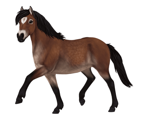 Gotland Pony | Horse breed | Star Stable