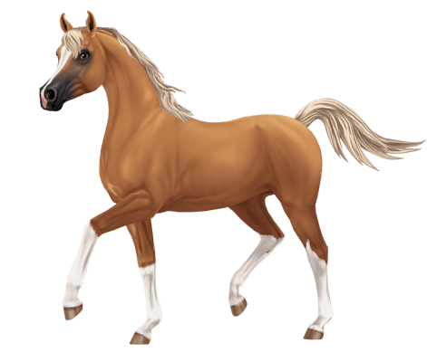 Arabian | Horse breed | Star Stable