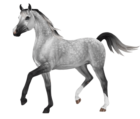 Arabian | Horse breed | Star Stable Arabian | Horse breed | Star Stable