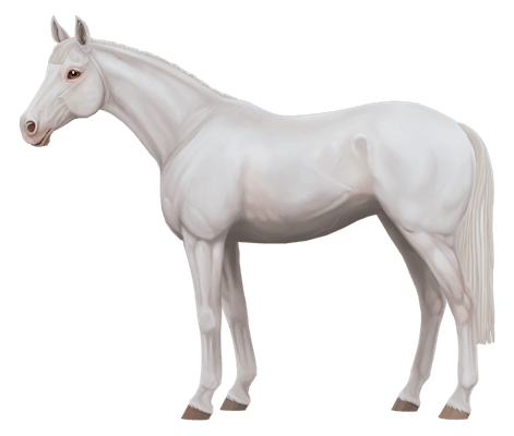 English Thoroughbred | Horse breed | Star Stable