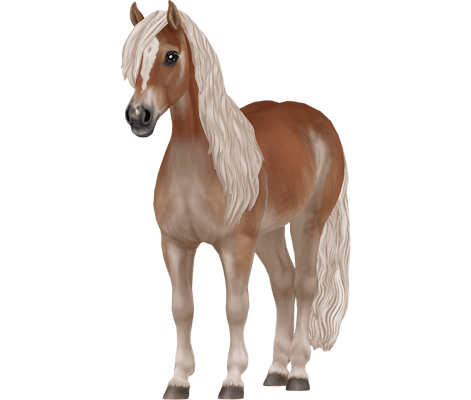Haflinger | Horse breed | Star Stable