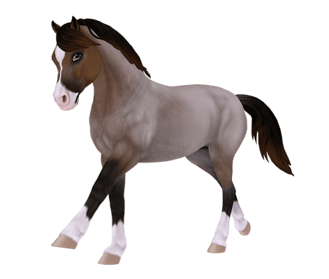 Welsh Pony | Horse breed | Star Stable