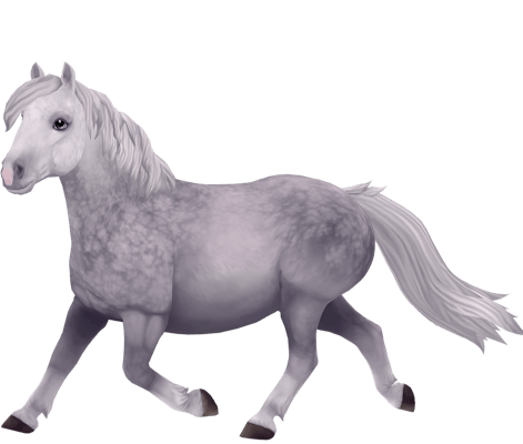 Jorvik Pony | Horse breed | Star Stable