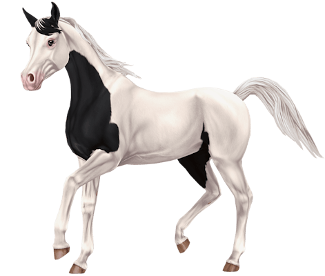 Pintabian | Horse breed | Star Stable
