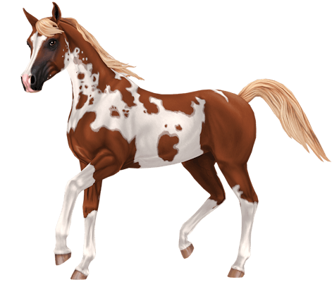 Pintabian | Horse breed | Star Stable