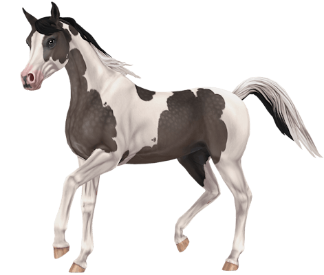Pintabian | Horse breed | Star Stable