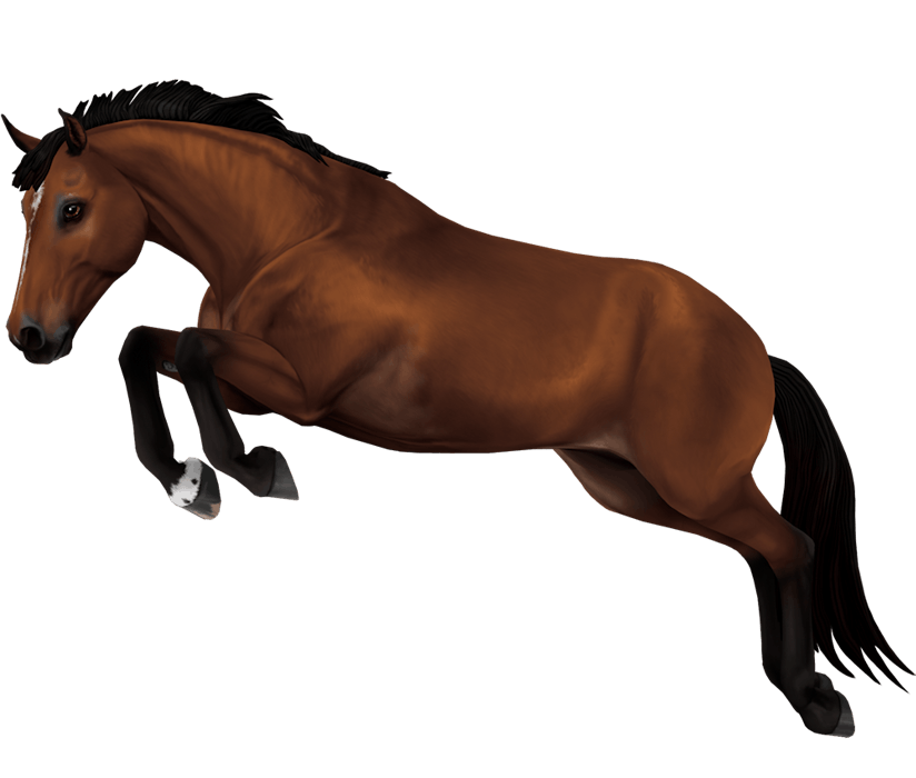 Belgian Warmblood | Horse breed | Star Stable