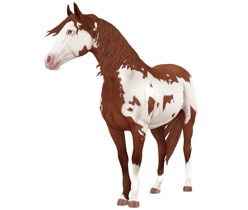American Paint Horse | Horse breed | Star Stable