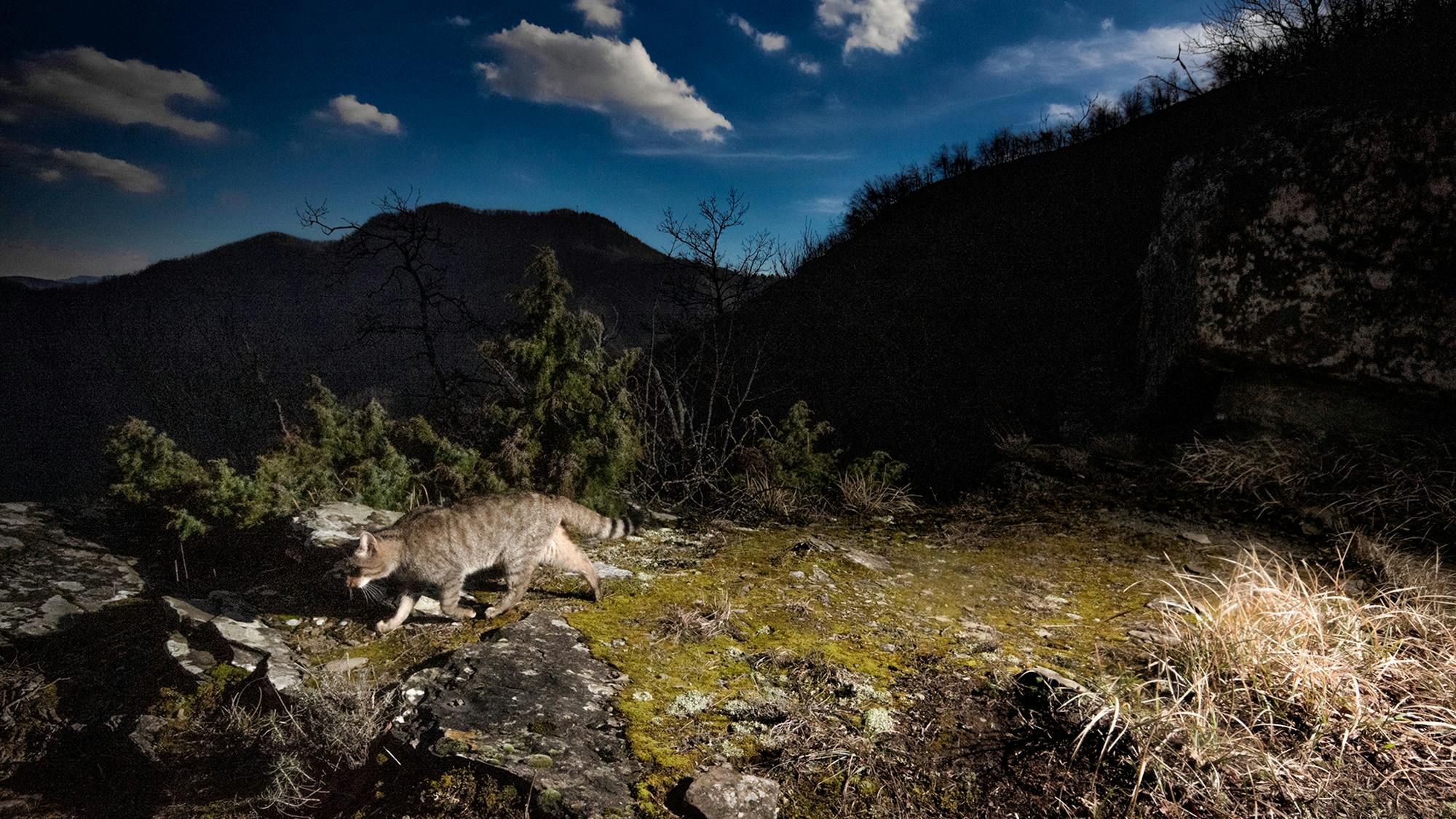 sulle tracce del gatto selvatico | Forte Magazine