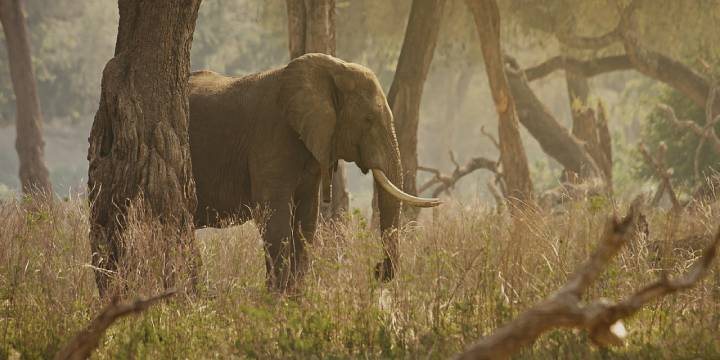 Help Save The Earth and Animals by Planting Trees