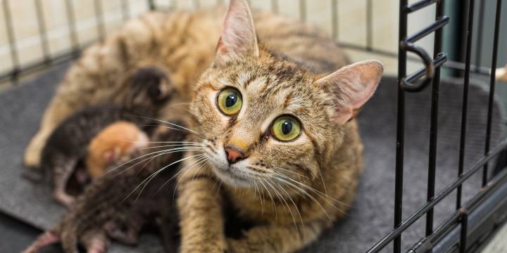 Care Packages For Shelter Cats