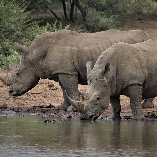 Provide Life-Saving Water to Wildlife Around the World