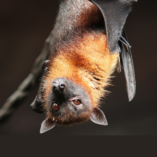 Help Save Bats