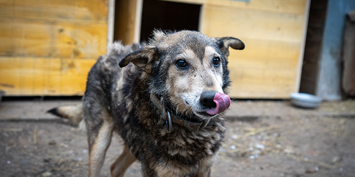 Keep Ukrainian Shelter Dogs Warm This Winter