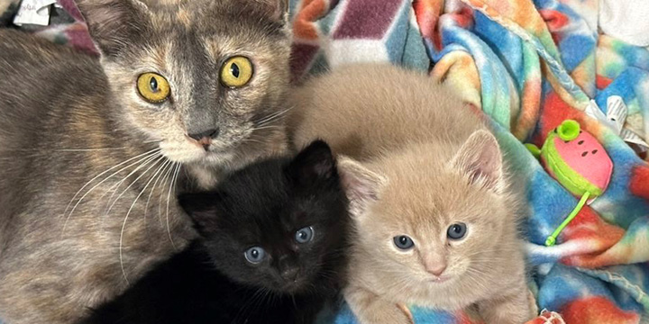 Help Fly Shelter Cats to Freedom