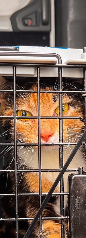 Help Fly Shelter Cats to Freedom