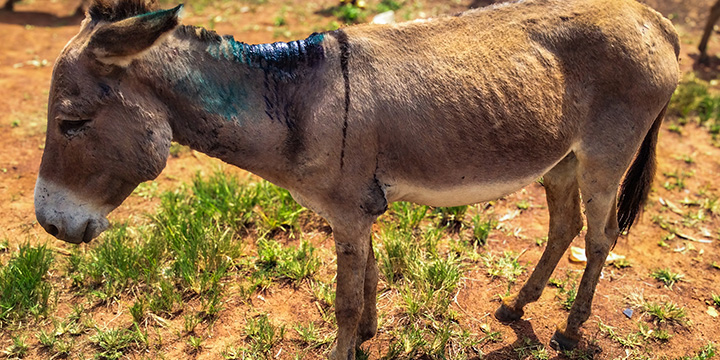 Help Injured & Sick Donkeys Abandoned on the Street