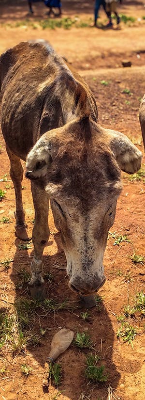 Help Injured & Sick Donkeys Abandoned on the Street