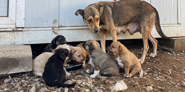 Starving and Injured Stray Animals Need Your Help
