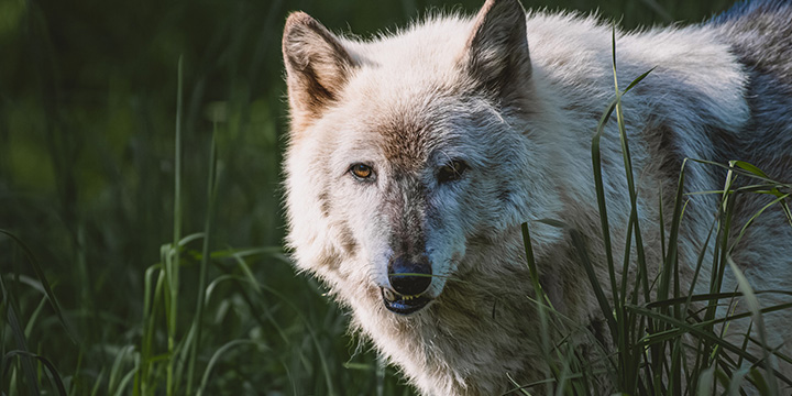 Save Endangered Wolves