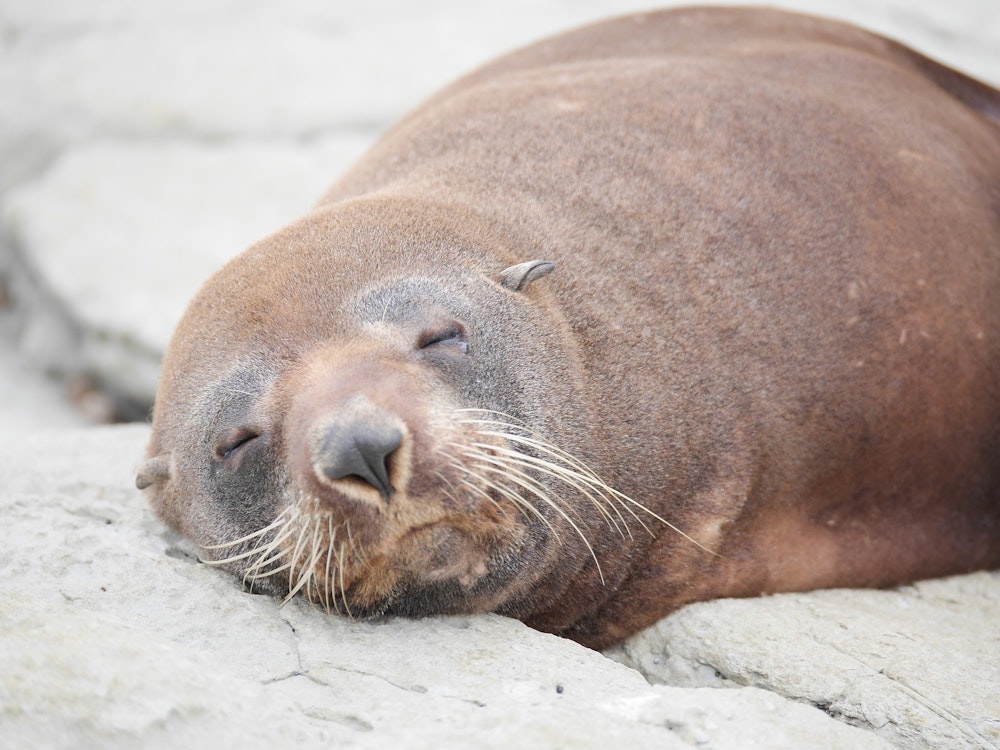 New Zealand Animals & Birds | Native New Zealand Wildlife