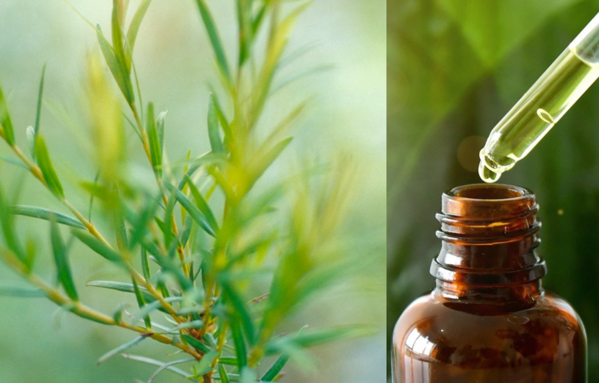 Tea Tree Oil: what it is and all the benefits of the miraculous oil