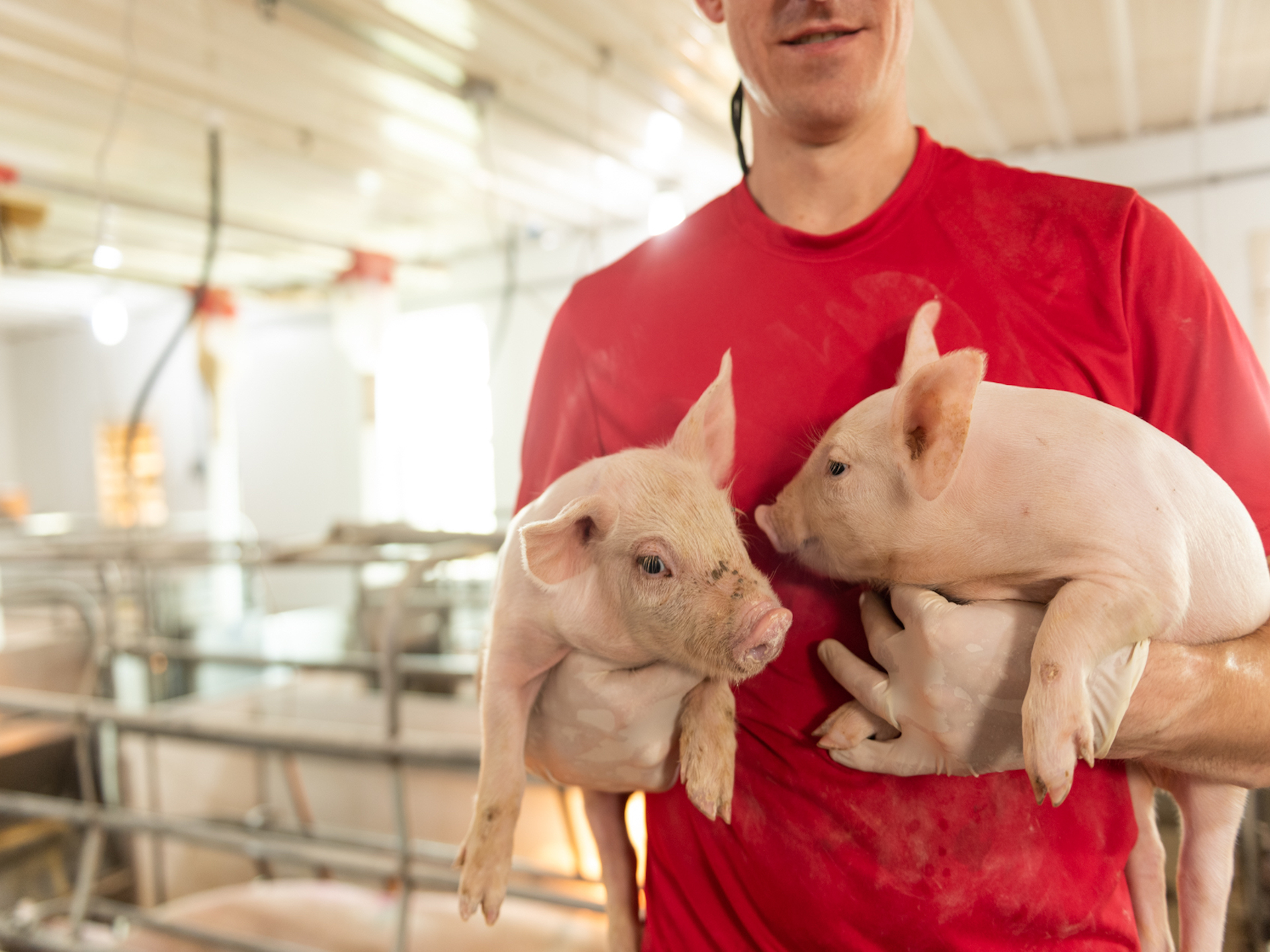 Uniferon® - The #1 iron dextran for baby pigs