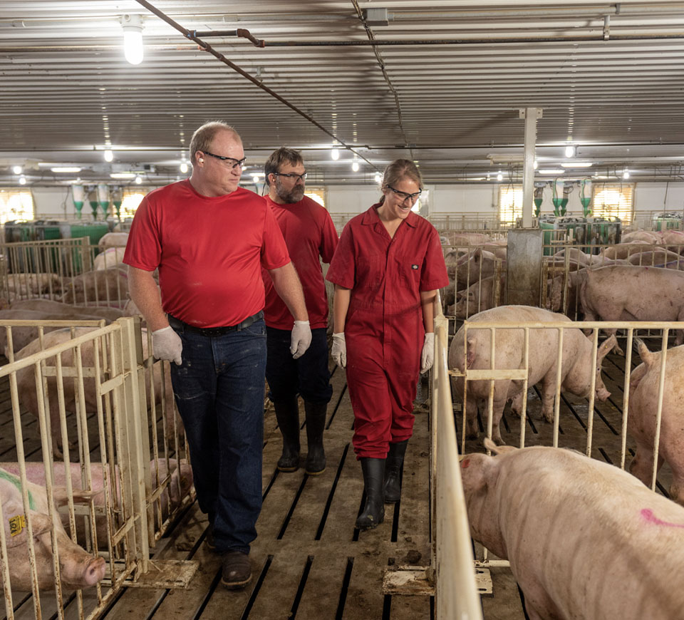 Iron Deficiency Anemia in Baby Pigs