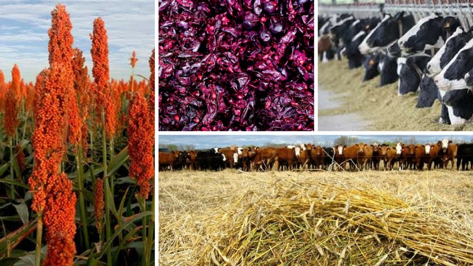 Biomethane/RNG and advanced biomethane/RNG: what biomass products are ... Biomethane/RNG and advanced biomethane/RNG: what biomass products are ...