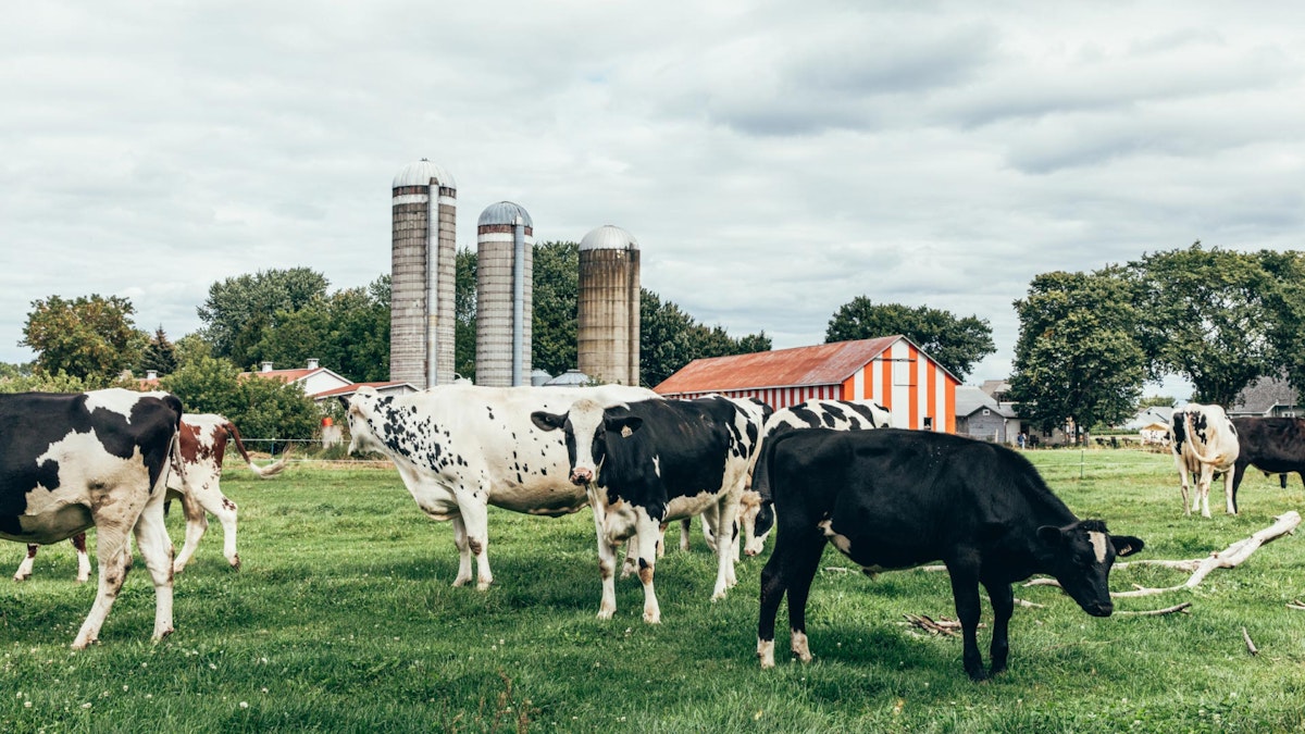 Étapes de production du lait au Québec | La Famille du lait