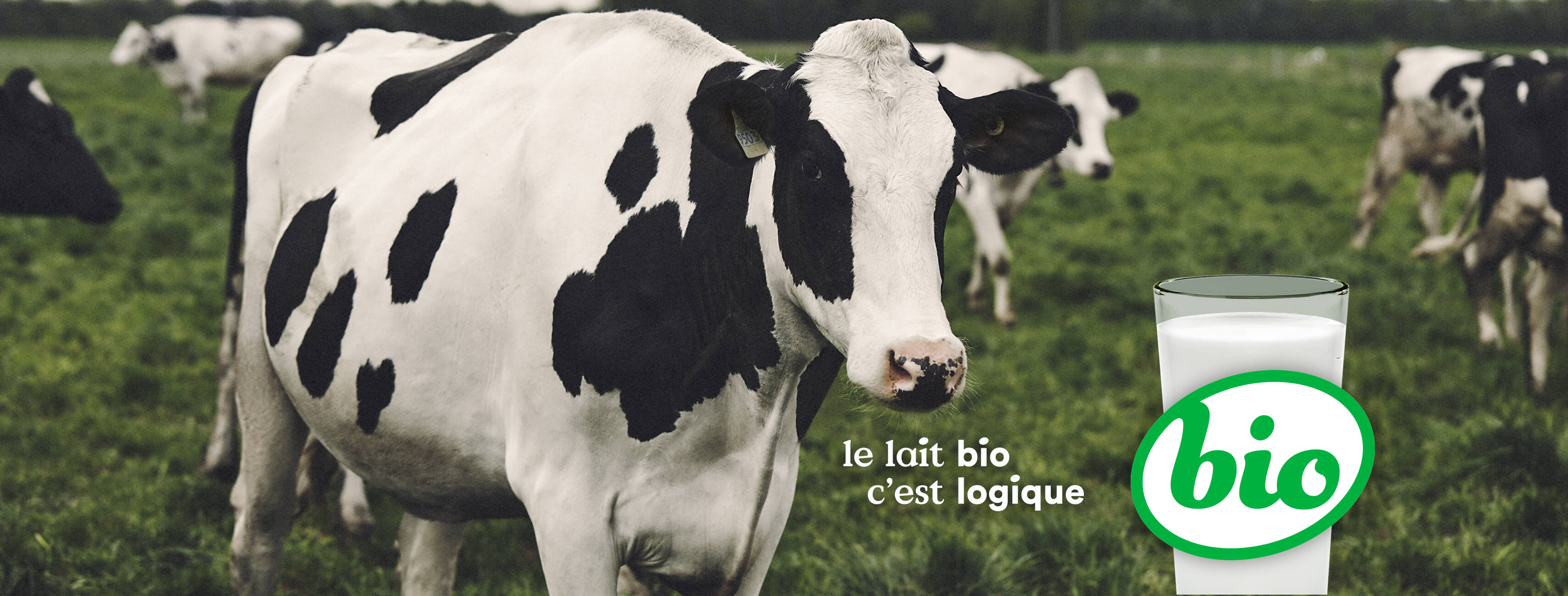 Comment est-ce qu'on fabrique un produit laitier biologique?