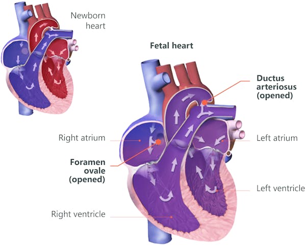 Fetal Heart Circulation Animation
