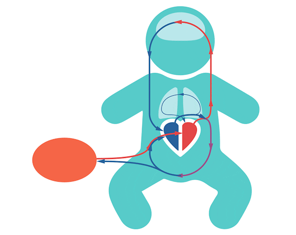 Fetal Heart Circulation Animation