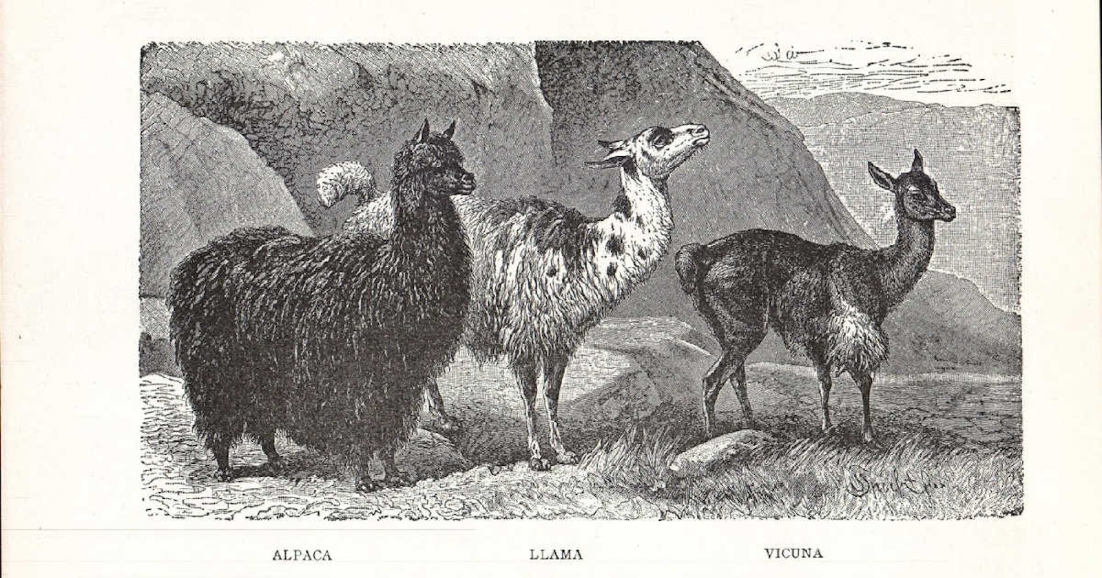 Alpaca Drawing 6,900+ Llama Alpaca Drawing Stock Illustrations,