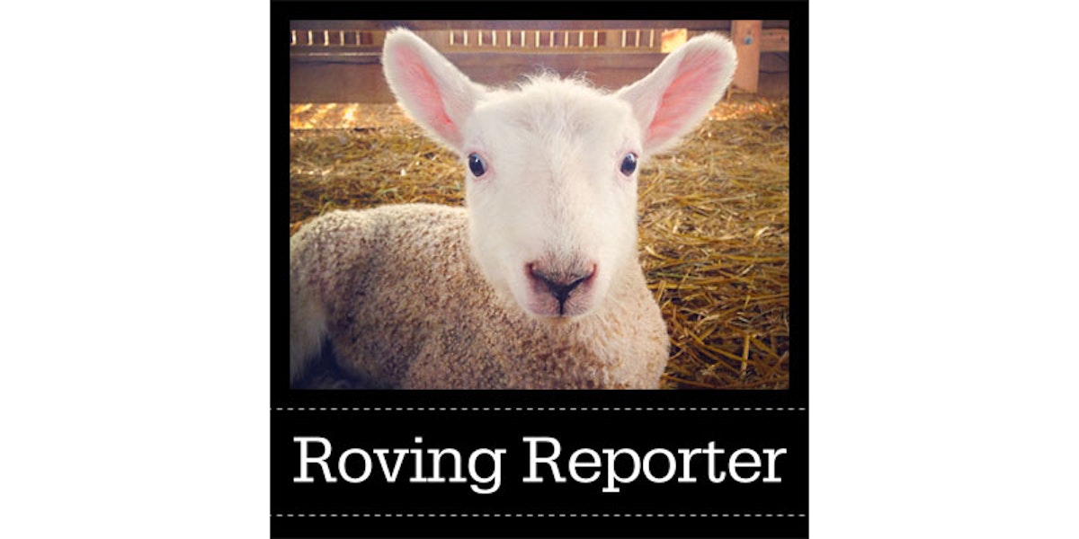 Roving Reporter: The Handspinning Challenge | Spin Off