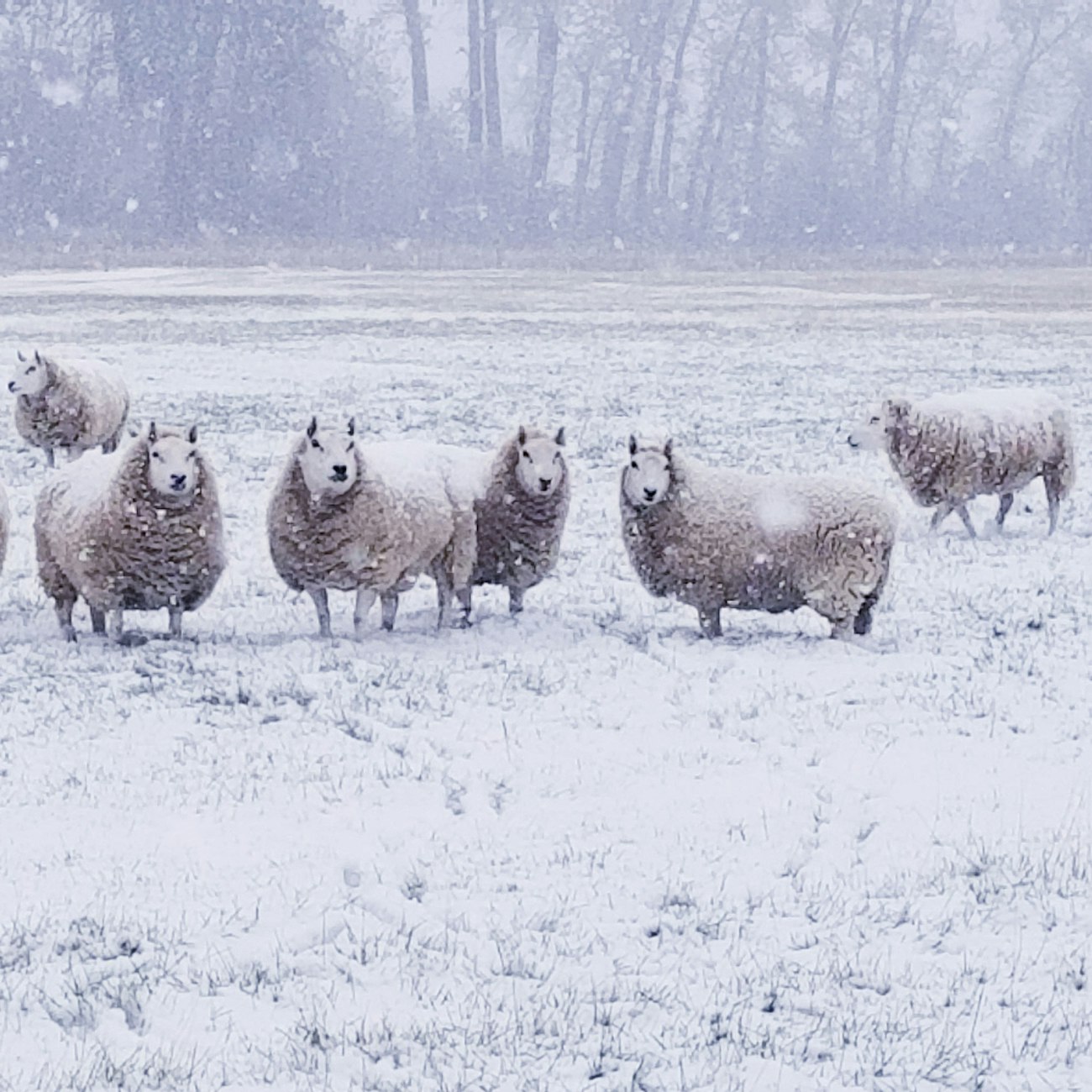 Meet the Sheep: Border Cheviot | Spin Off
