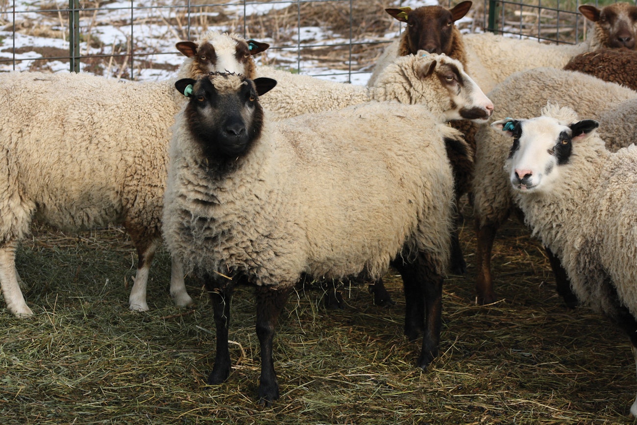 Shepherd Dreams: What to Know About Starting a Handspinner’s Flock ...
