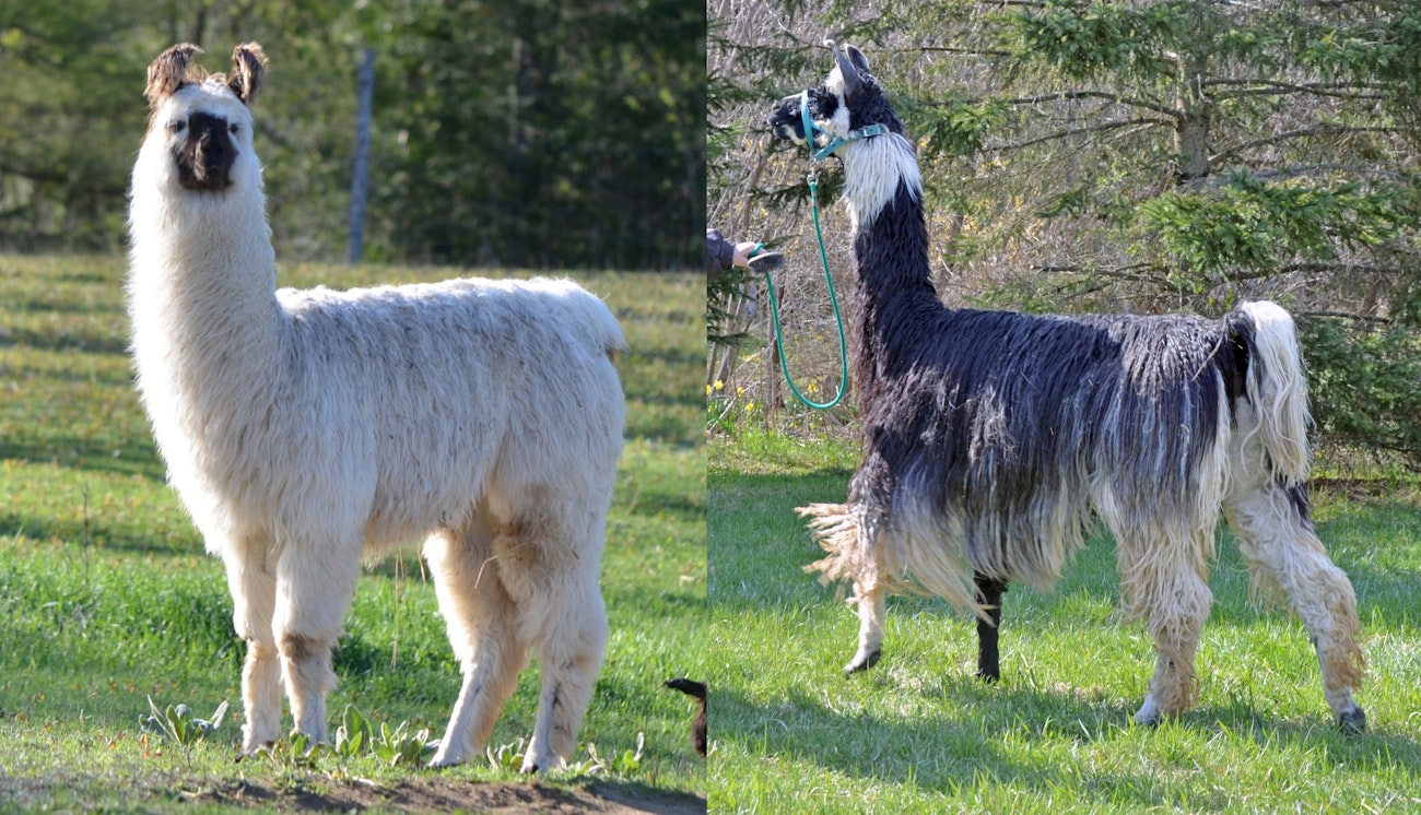 Llama Fiber: A Realm of Possibilities | Spin Off