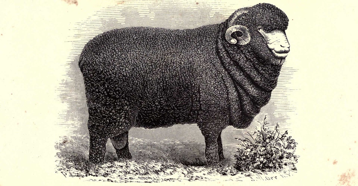 Sheep Facts: Merino, Part 2 | Spin Off