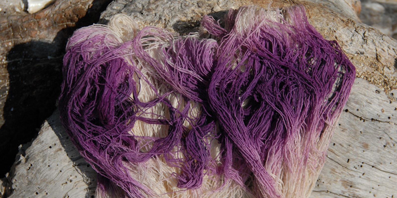 Nature’s Take on the Pantone Color of the Year 2018: The Murex Snail ...