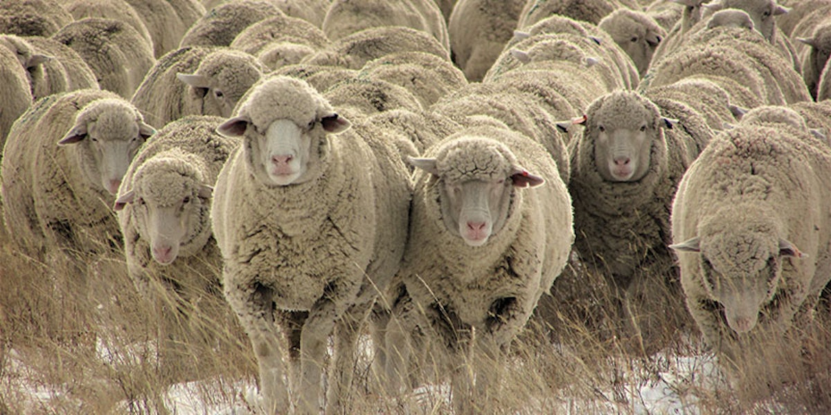 W Is For Warmth (and Wool): Brand-New and Rare Sheep Breeds | Spin Off