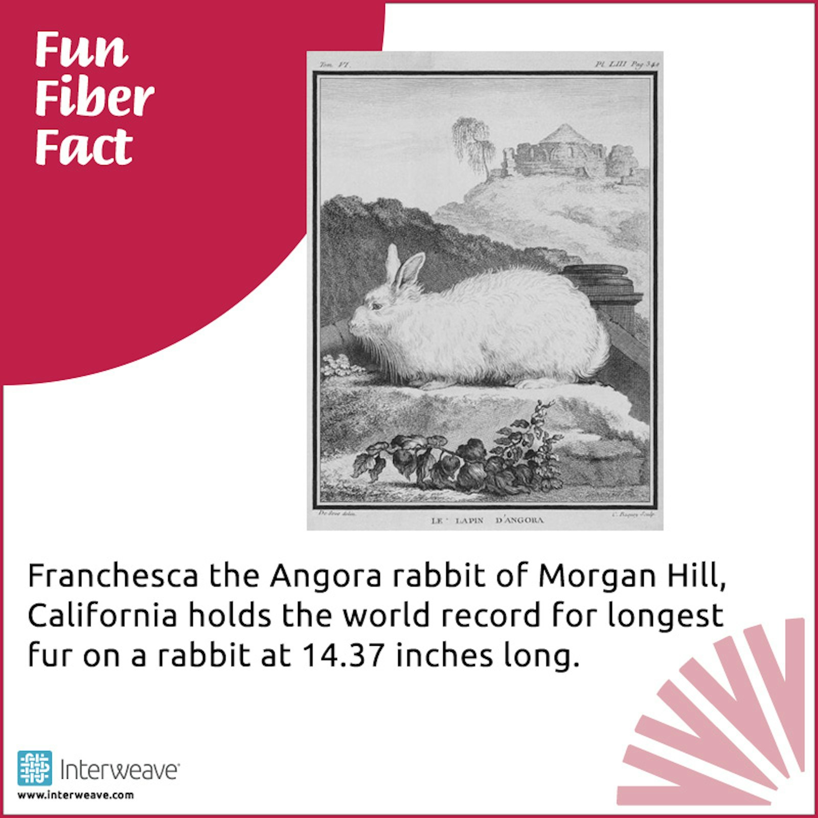 Fun Fiber Facts for Everyone | Spin Off