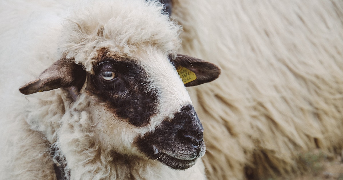 Woolgathering | Spin Off