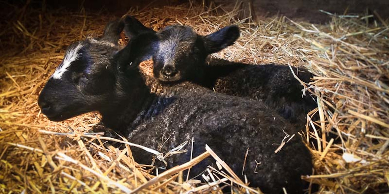 Tales of Silver Lambs: Naturally Colored Sheep | Spin Off