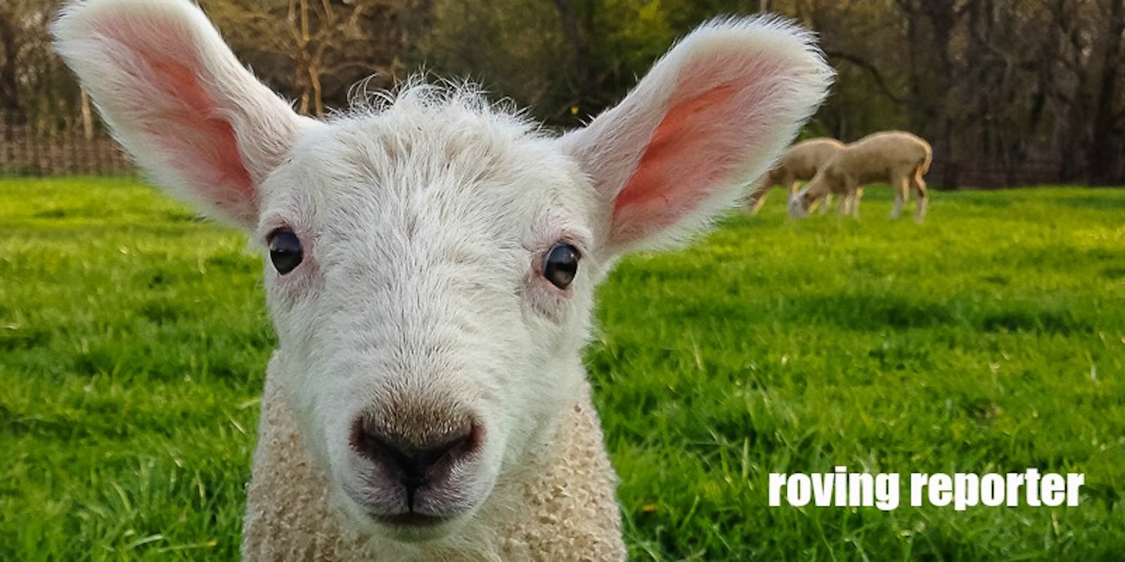 Tales of Silver Lambs: Naturally Colored Sheep | Spin Off