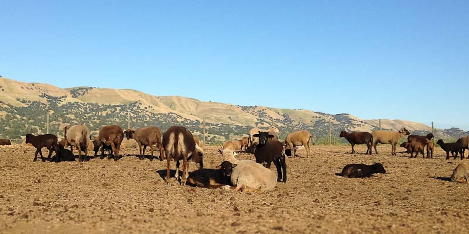 Spring Palette: Sally Fox’s Colorful California Lambs | Spin Off