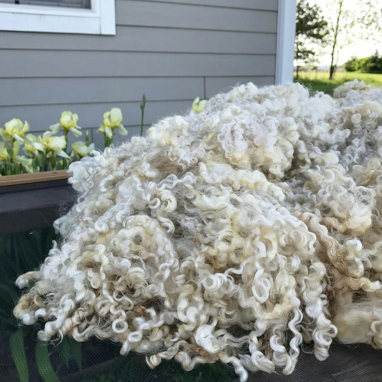 Fleecy Explorations | Spin Off