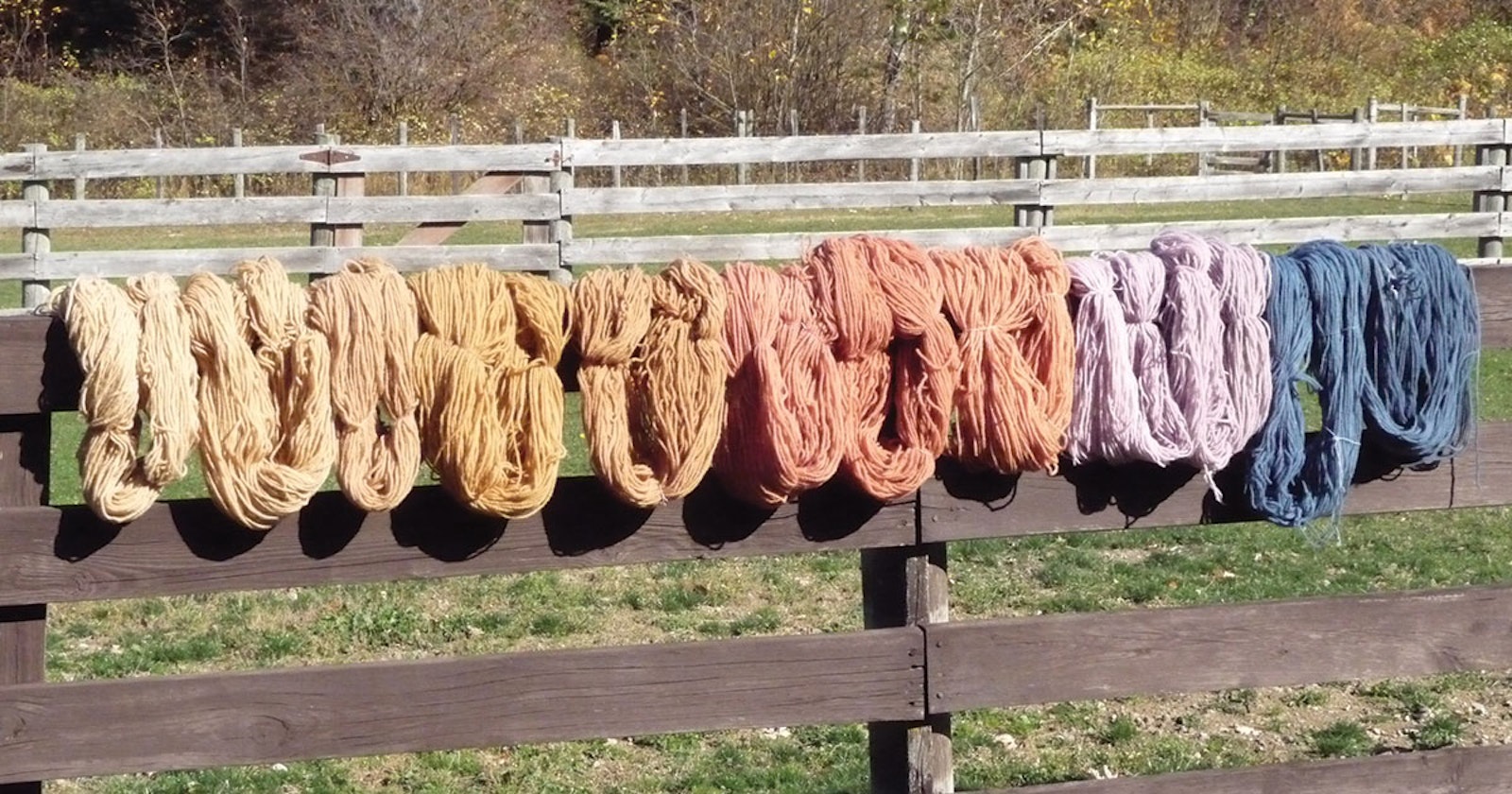 Adventures in Natural Dyeing: Growing Woad | Spin Off