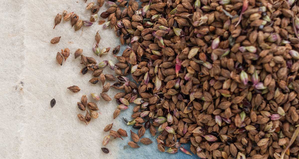 Growing Indigo in Indiana | Spin Off